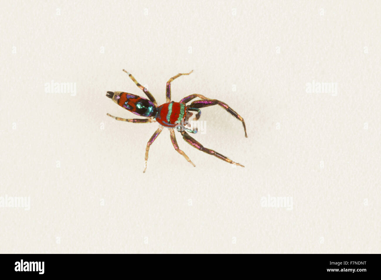 A colourful jumping spider. Chrysilla sp. NCBS, Bangalore, India Stock ...