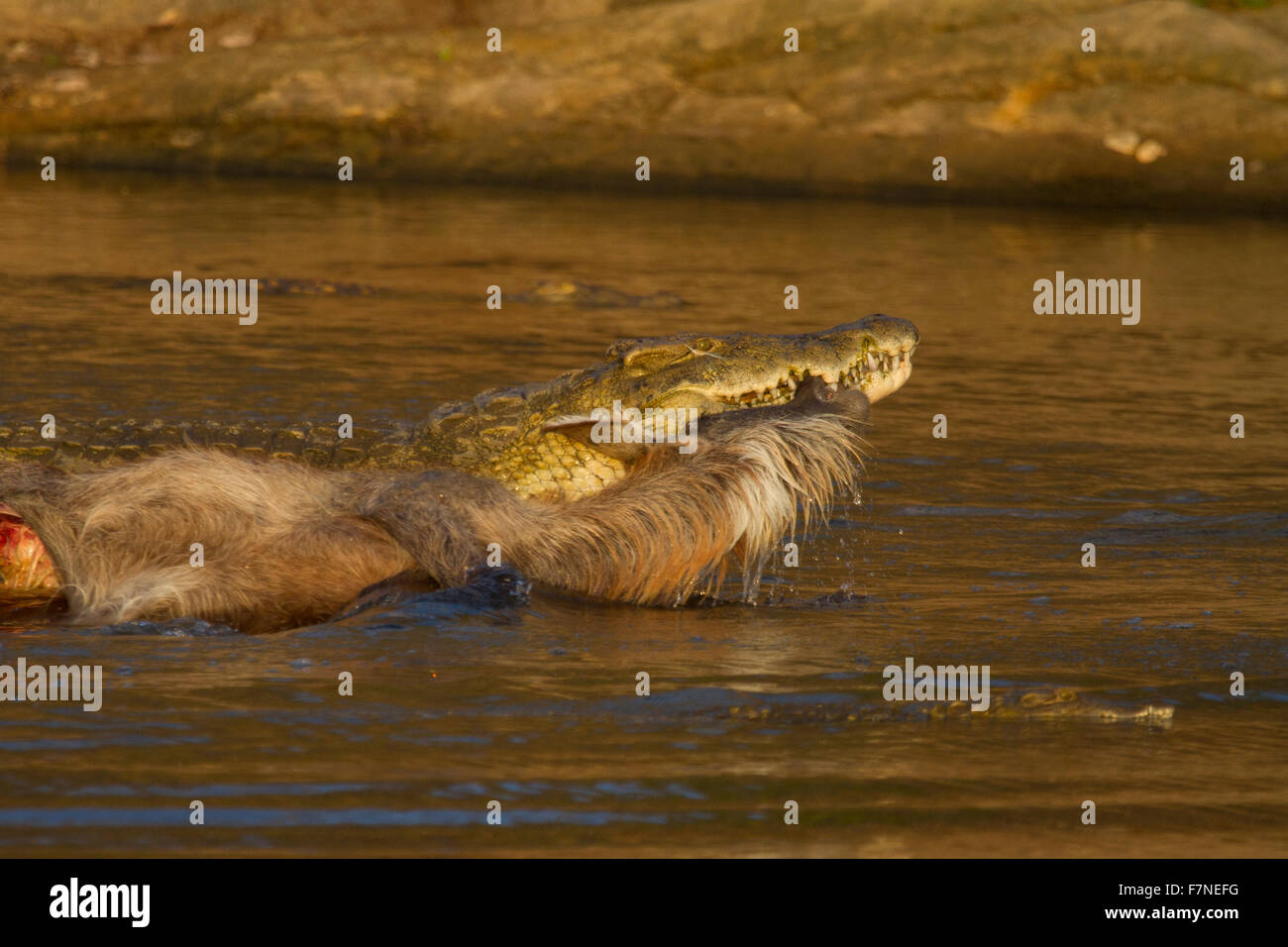African Crocodile Killed