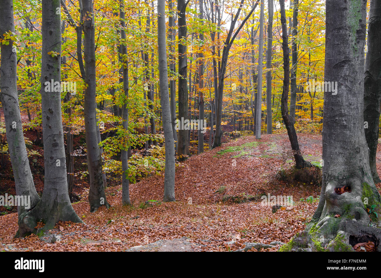 landscape and colors of autumn in Liguria Stock Photo - Alamy