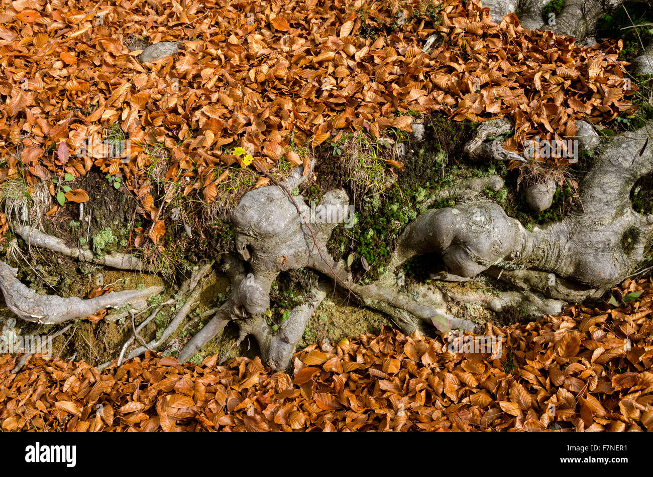 landscape and colors of autumn in Liguria Stock Photo - Alamy