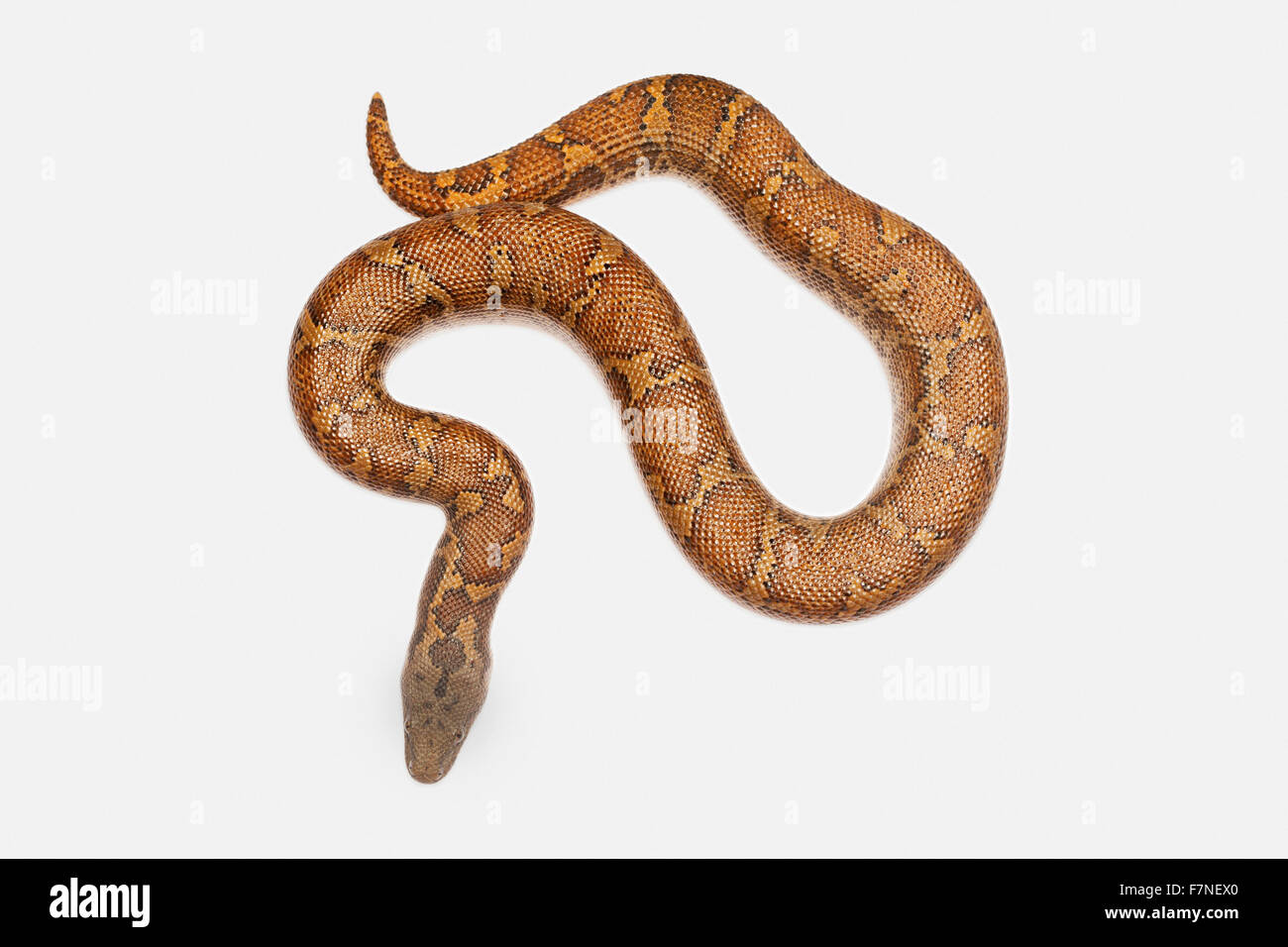 Common sand boa, Mumbai, India Stock Photo - Alamy