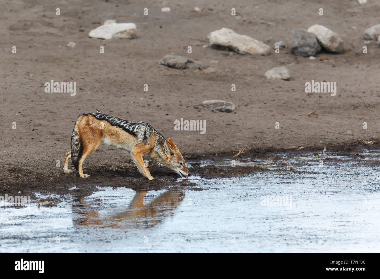 Jackal in the water hi-res stock photography and images - Alamy