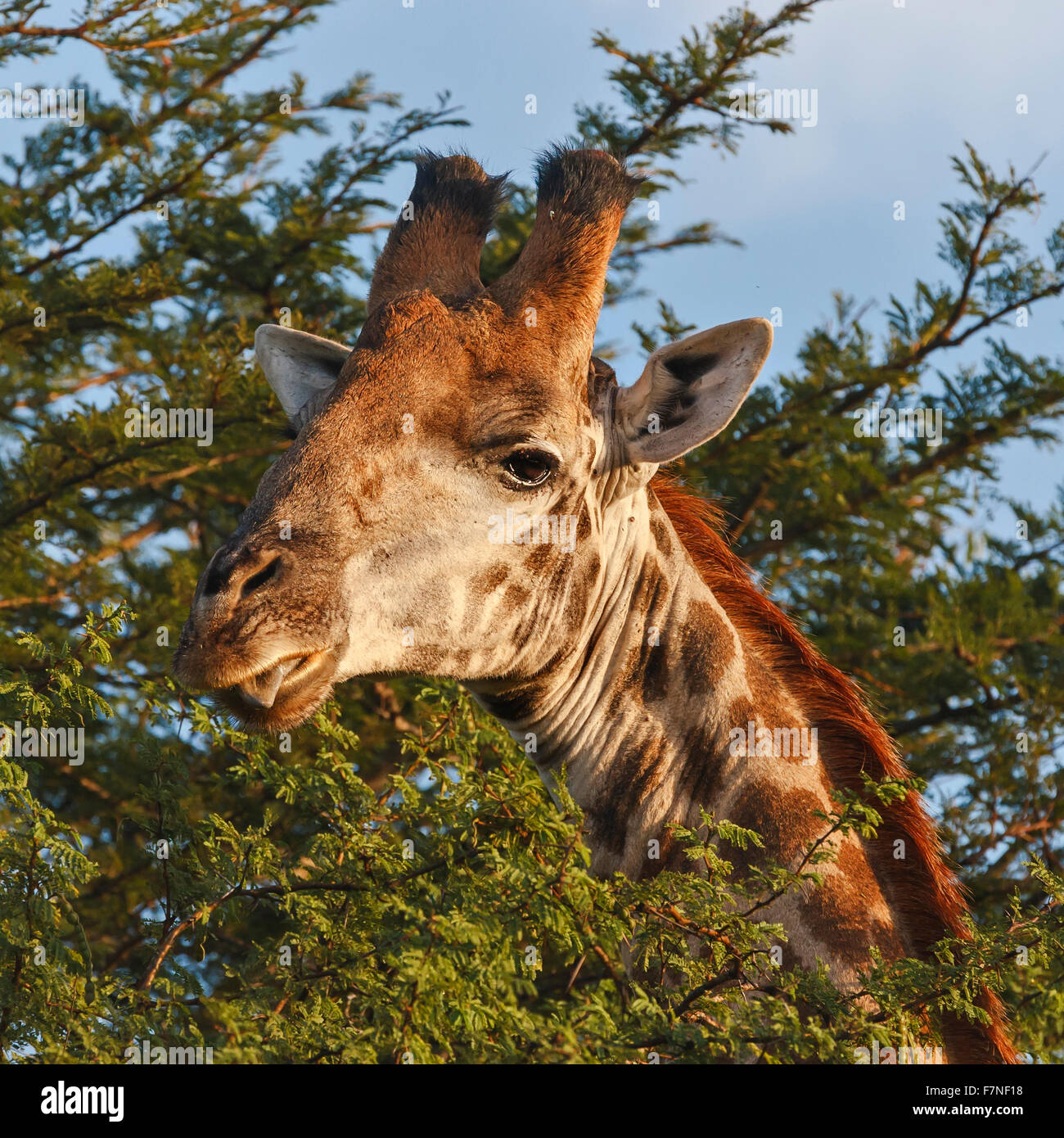 Giraffe (Giraffa Camelopardalis) tongue-eating, Giraffe close up face ...
