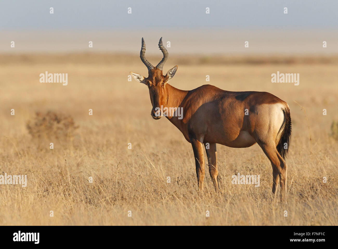 Red hartebeest (Alcelaphus buselaphus caama) standing in dry grass in ...