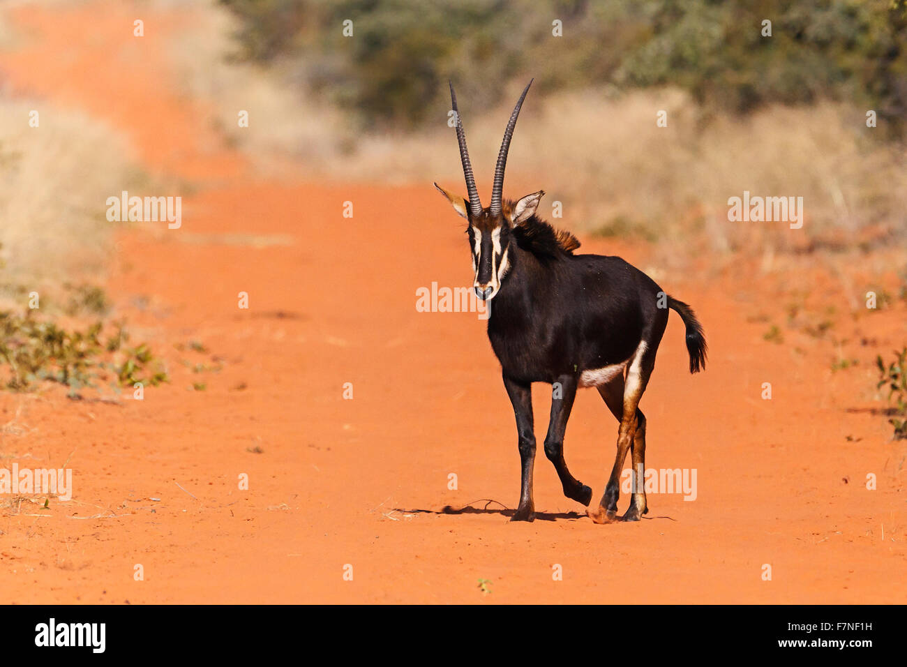 Giant Sable Antelope THE SABLE | Africa's Most Impresive And Most