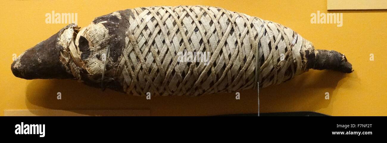 Mummified egypt hi-res stock photography and images - Alamy