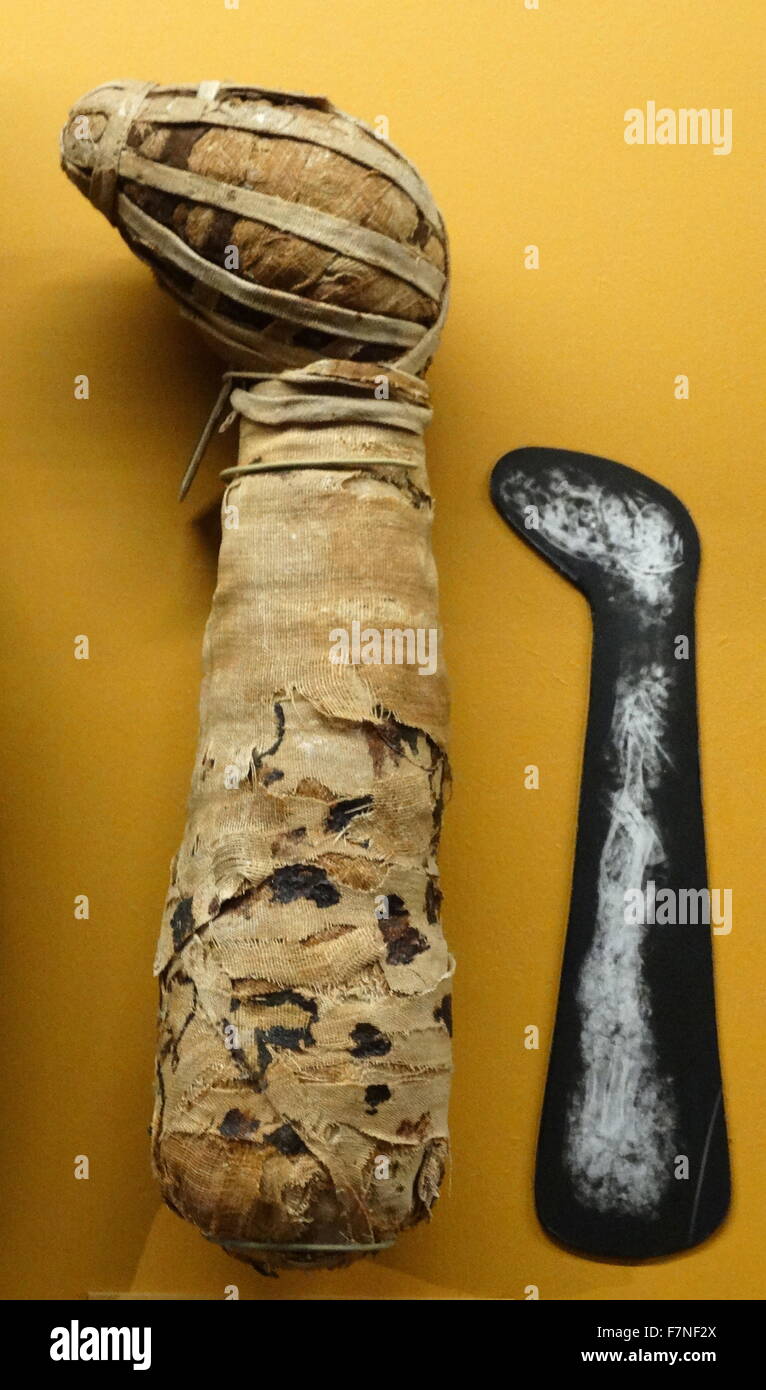 Mummified egypt dog hi-res stock photography and images - Alamy