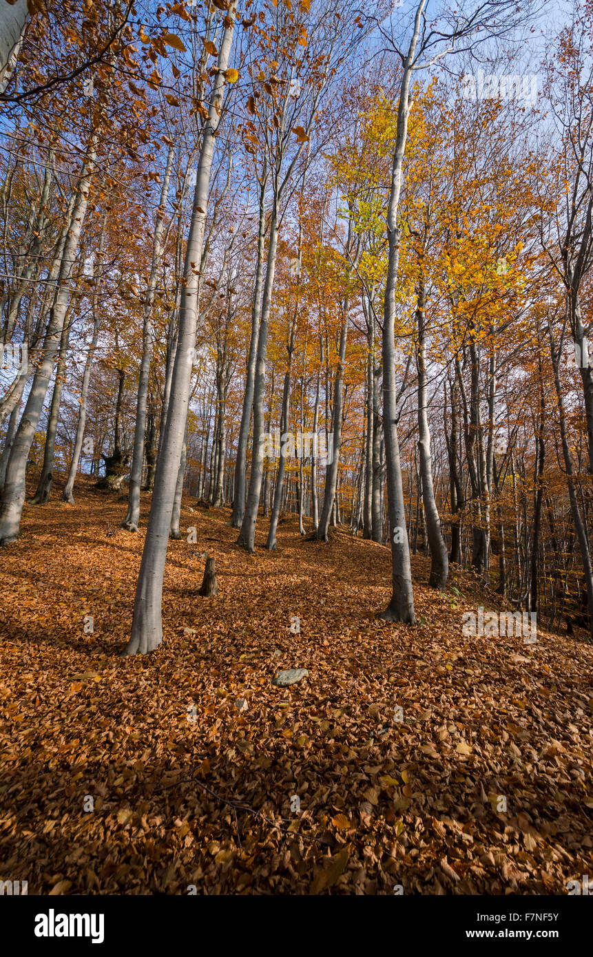 landscape and colors of autumn in Liguria Stock Photo - Alamy