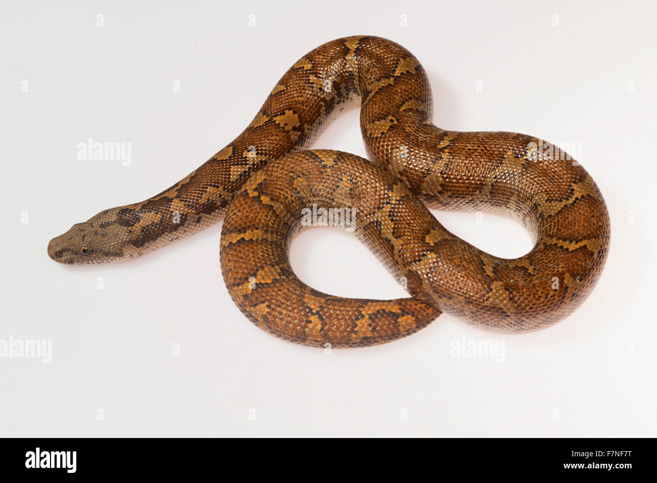 Jayakari sand boa hi-res stock photography and images - Alamy