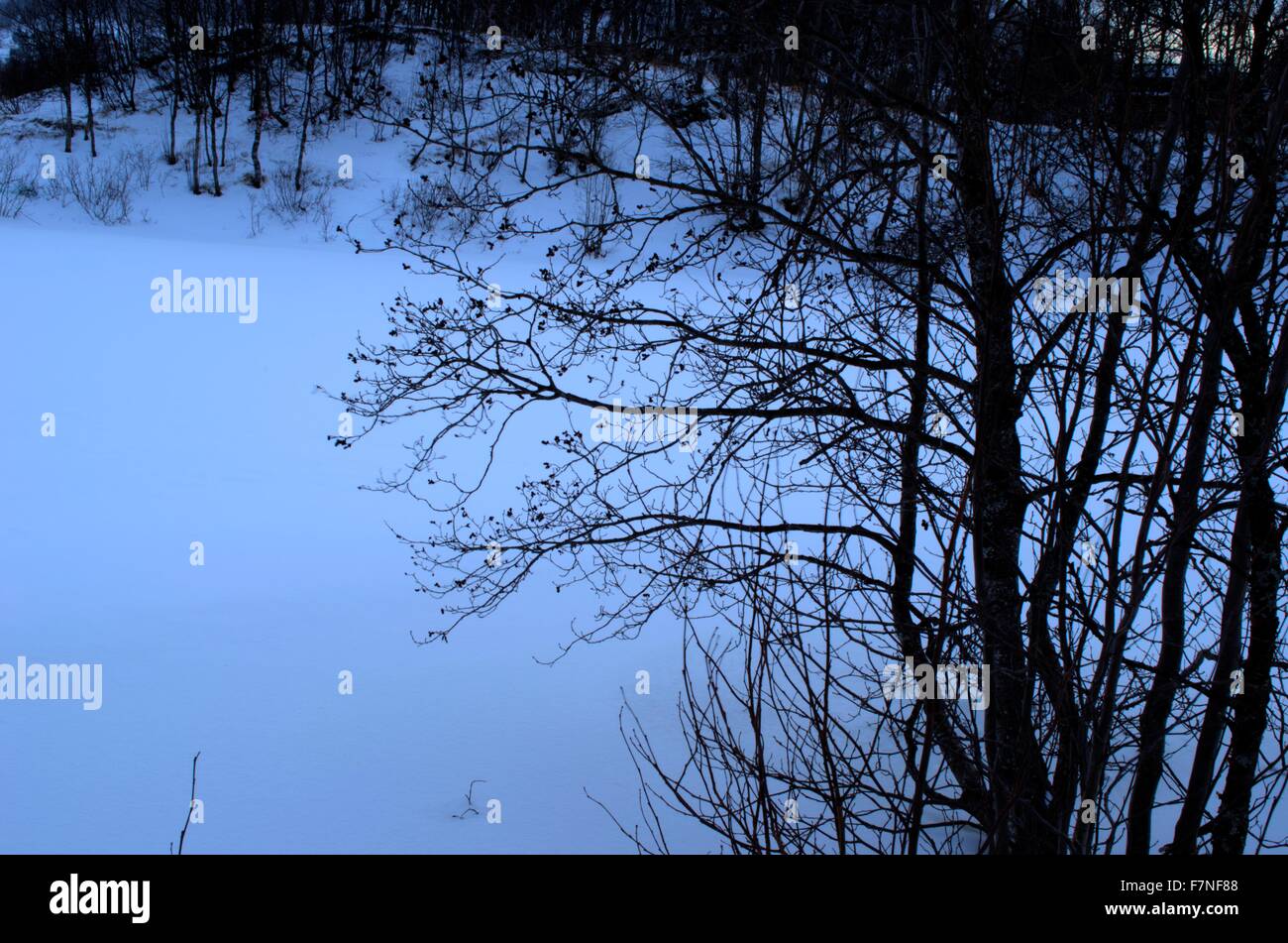 dark trees and frozen pond Stock Photo - Alamy