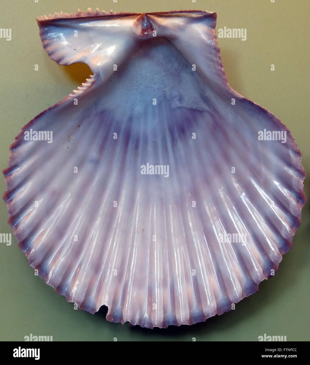 Chlamys Nobilis, genus of small scallops, marine bivalve molluscs in ...