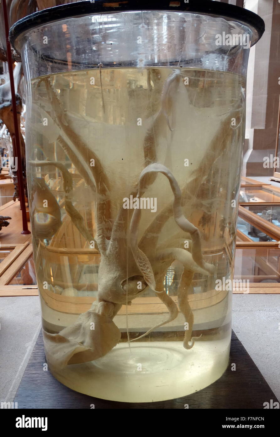 Jar formaldehyde 19th hi-res stock photography and images - Alamy