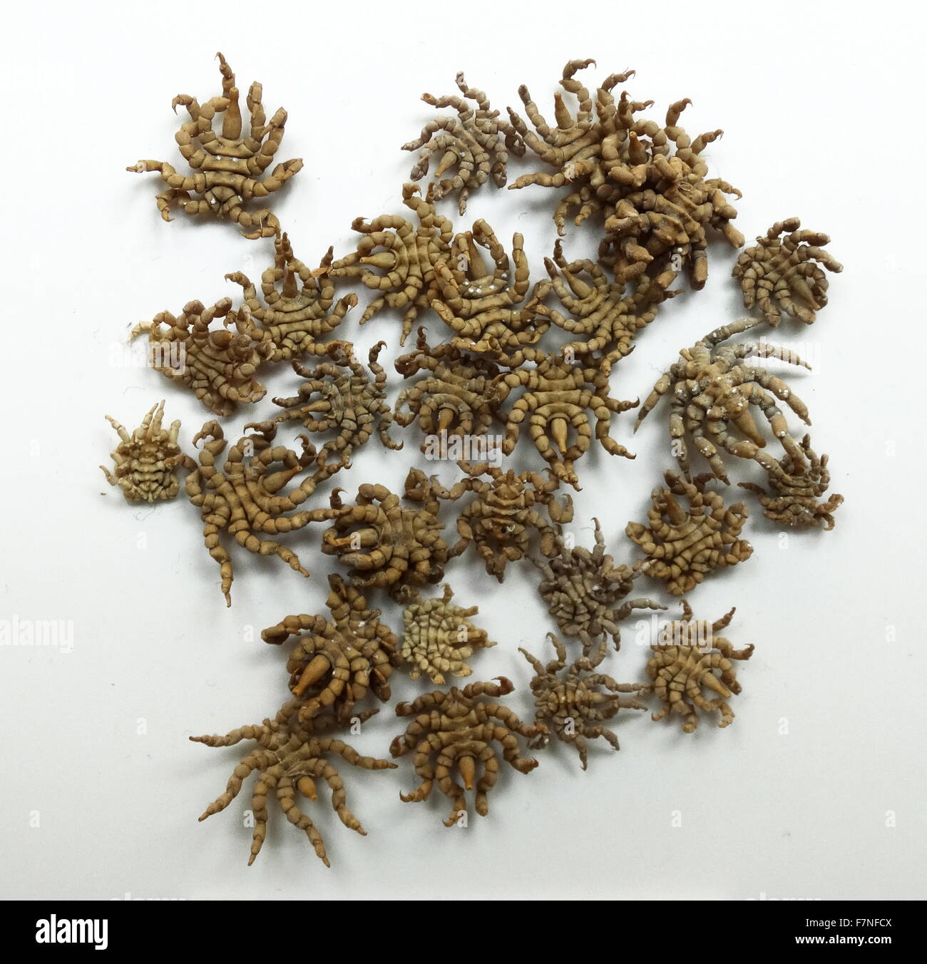 Pycnogonum littorale, a havsspindelart and reproduces in Sweden. United ...