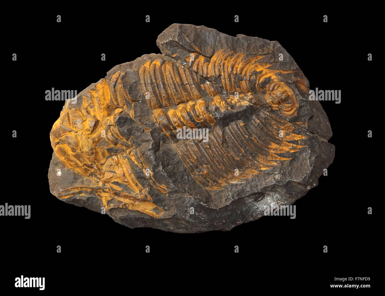 Hydrocephalus Carens, extinct genus of redlichiid trilobite that was ...