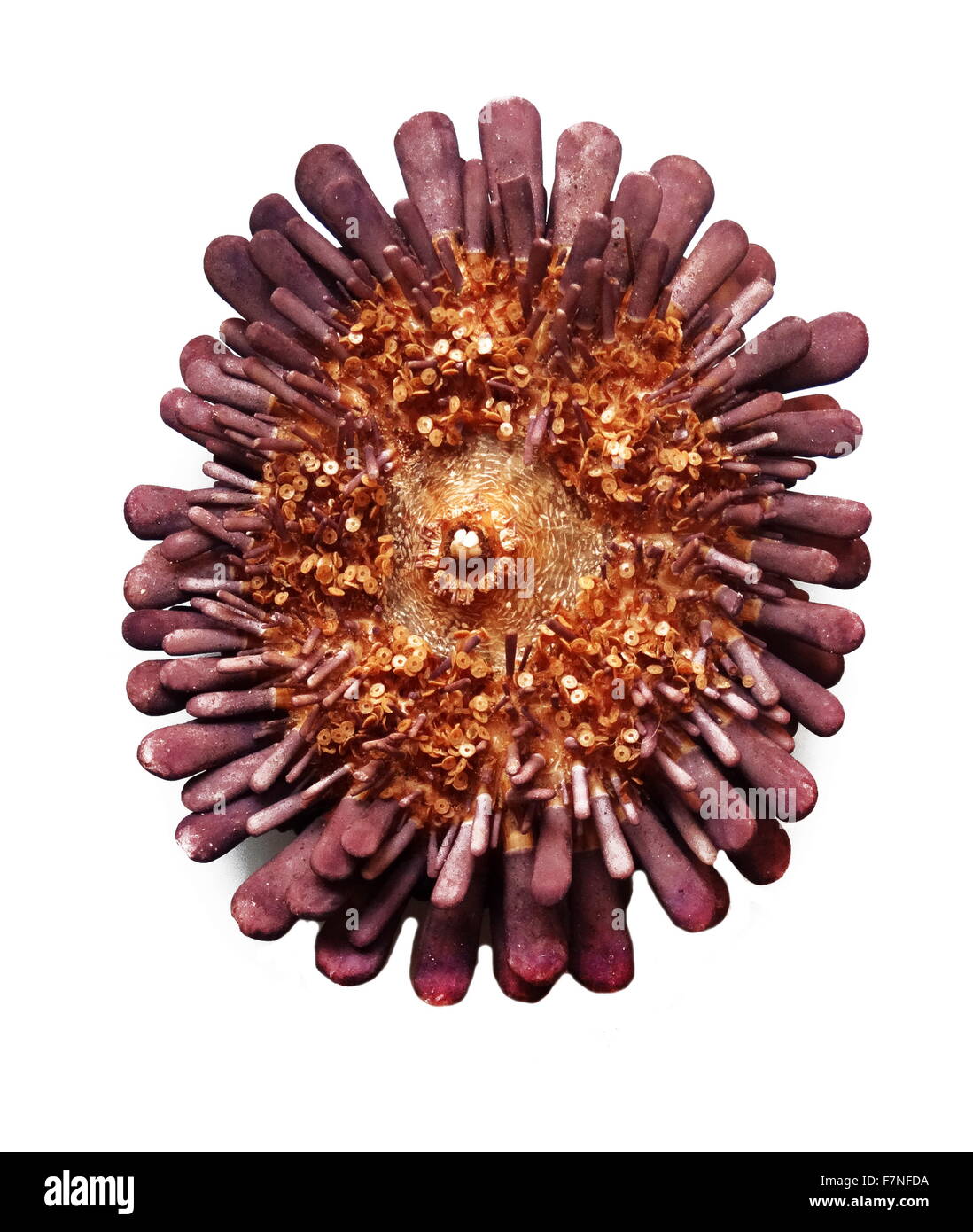Colobocentrotus atratus, a species of sea urchin in the family ...