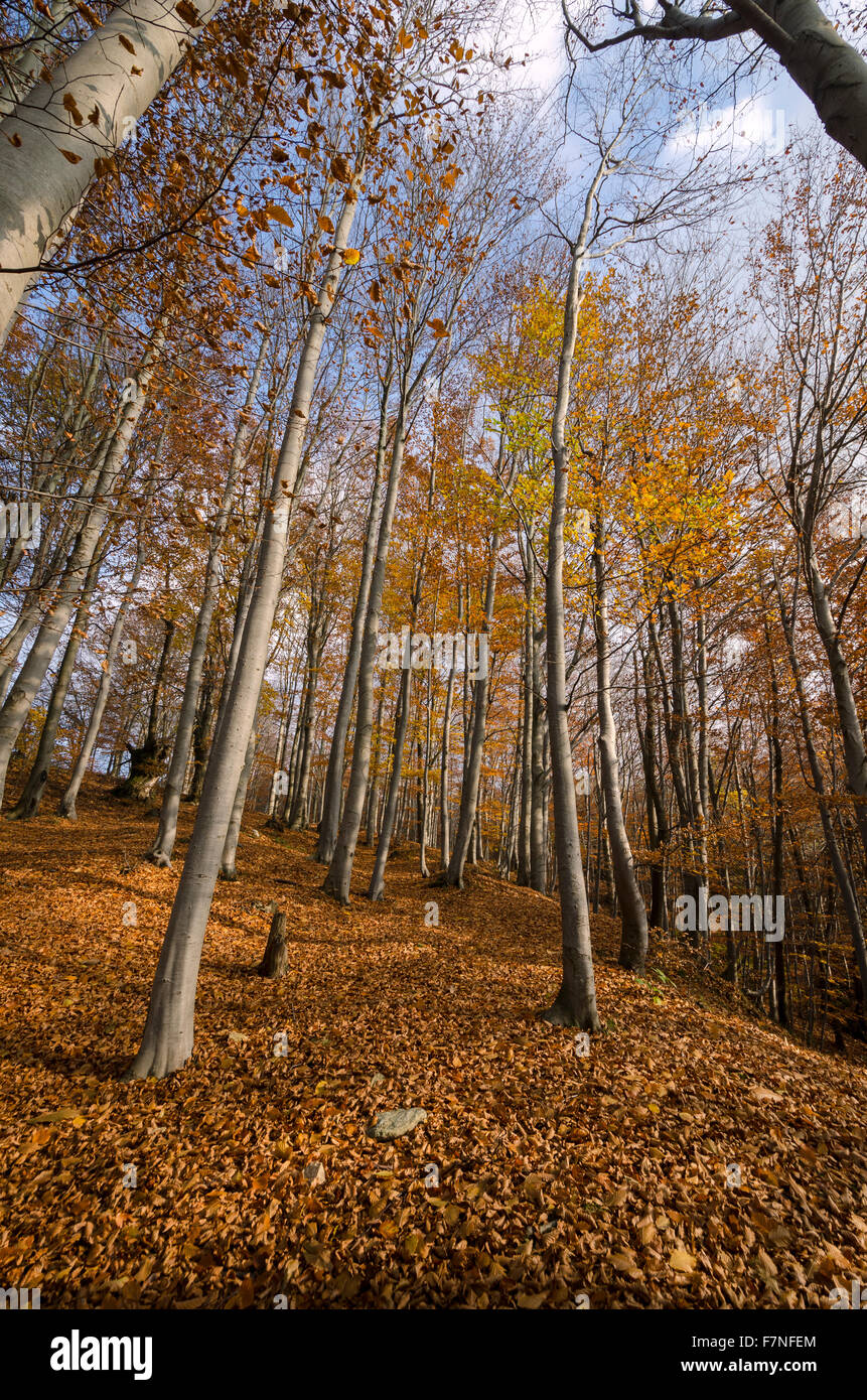 landscape and colors of autumn in Liguria Stock Photo - Alamy
