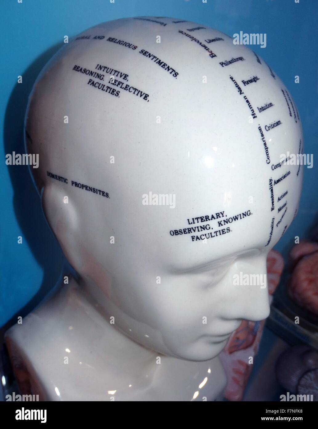 Phrenology is a pseudoscience primarily focused on measurements of the ...