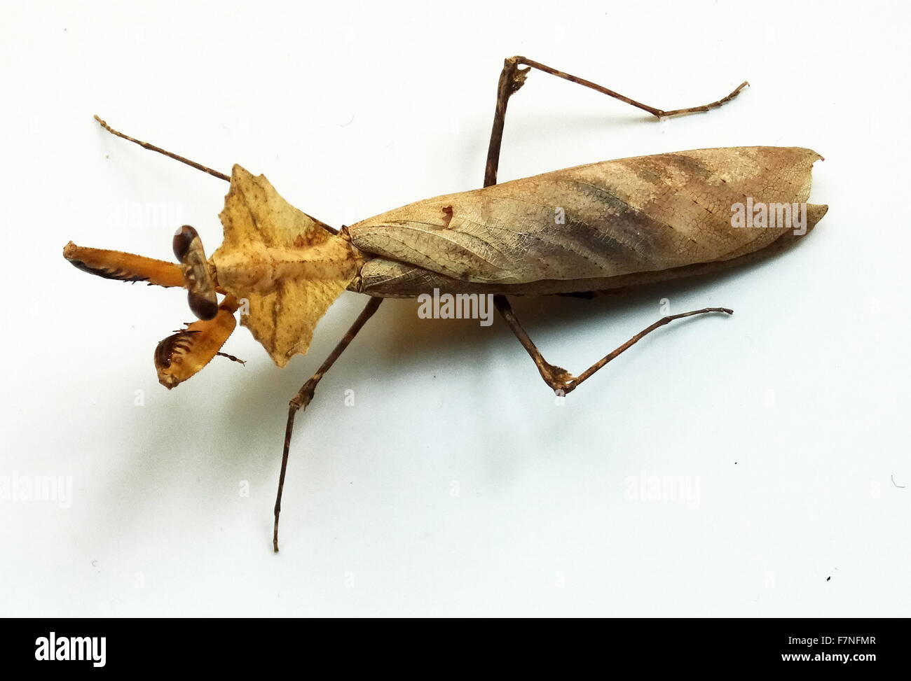 Deroplatys, Dead leaf Mantis, species of praying mantis that inhabits ...