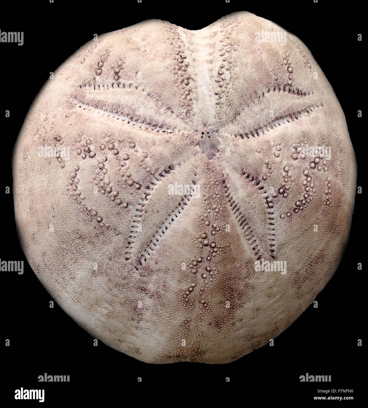 Spatangus purpureus, a genus of heart urchins in the Spatangidae family ...