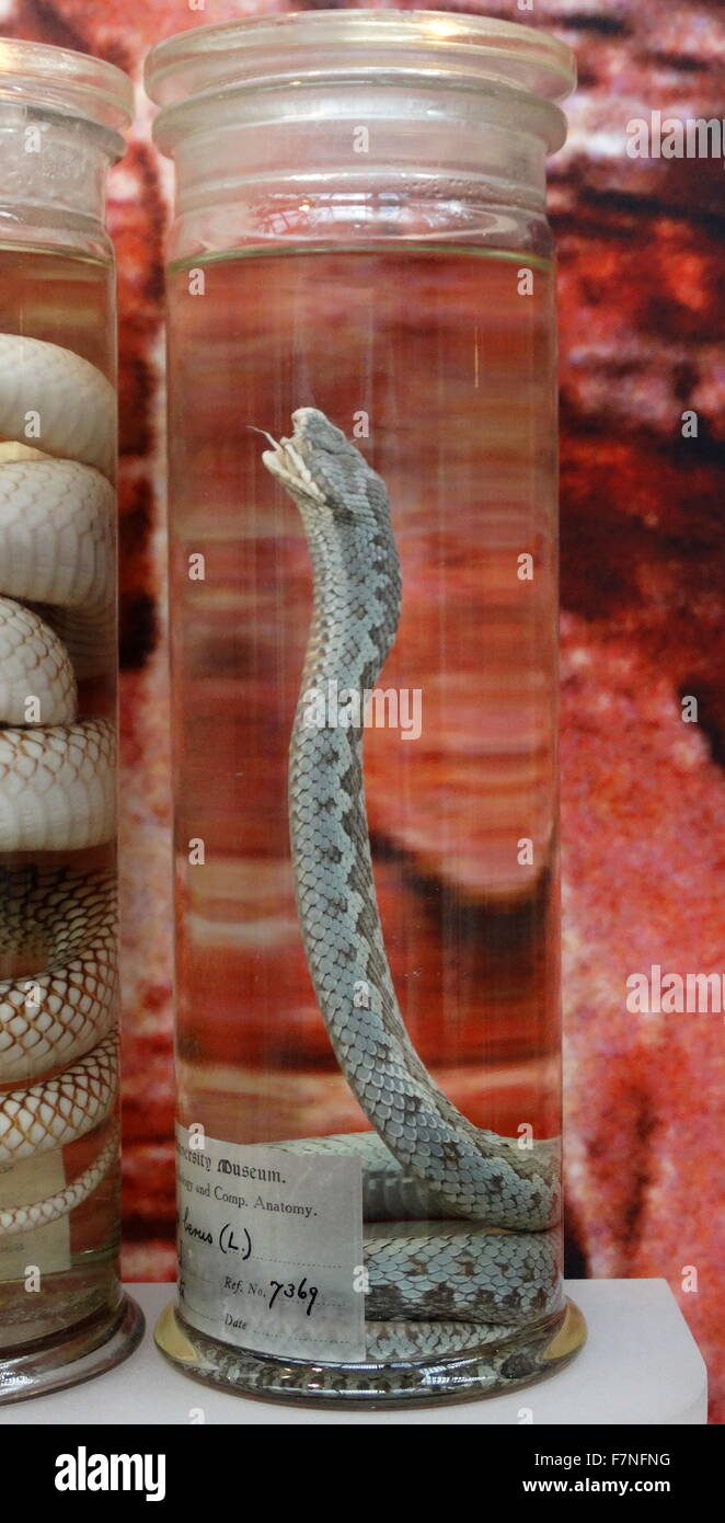 Vipera berus (Adder Snake) also known as, the common European adder ...