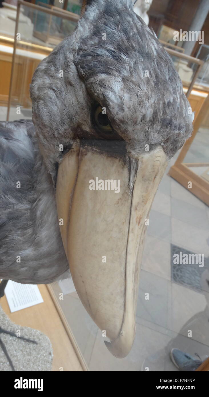 The shoebill (Balaeniceps rex) also known as whalehead or shoe-billed ...