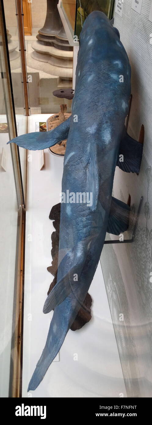 West Indian Ocean coelacanth (Latimeria chalumnae). Dated 1939 Stock ...