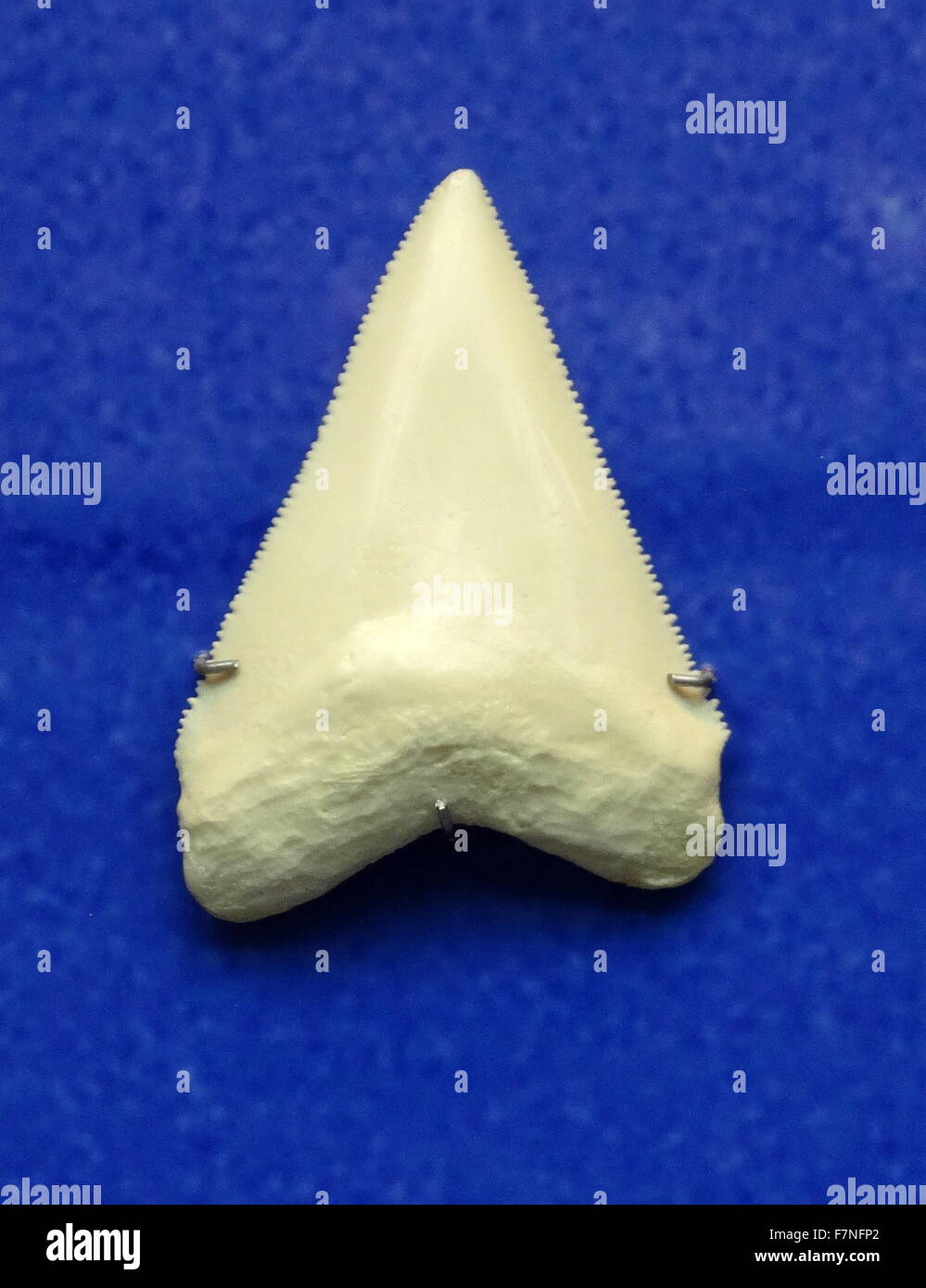 Transitional shark tooth from a Great White Shark. Dated 18th Century ...