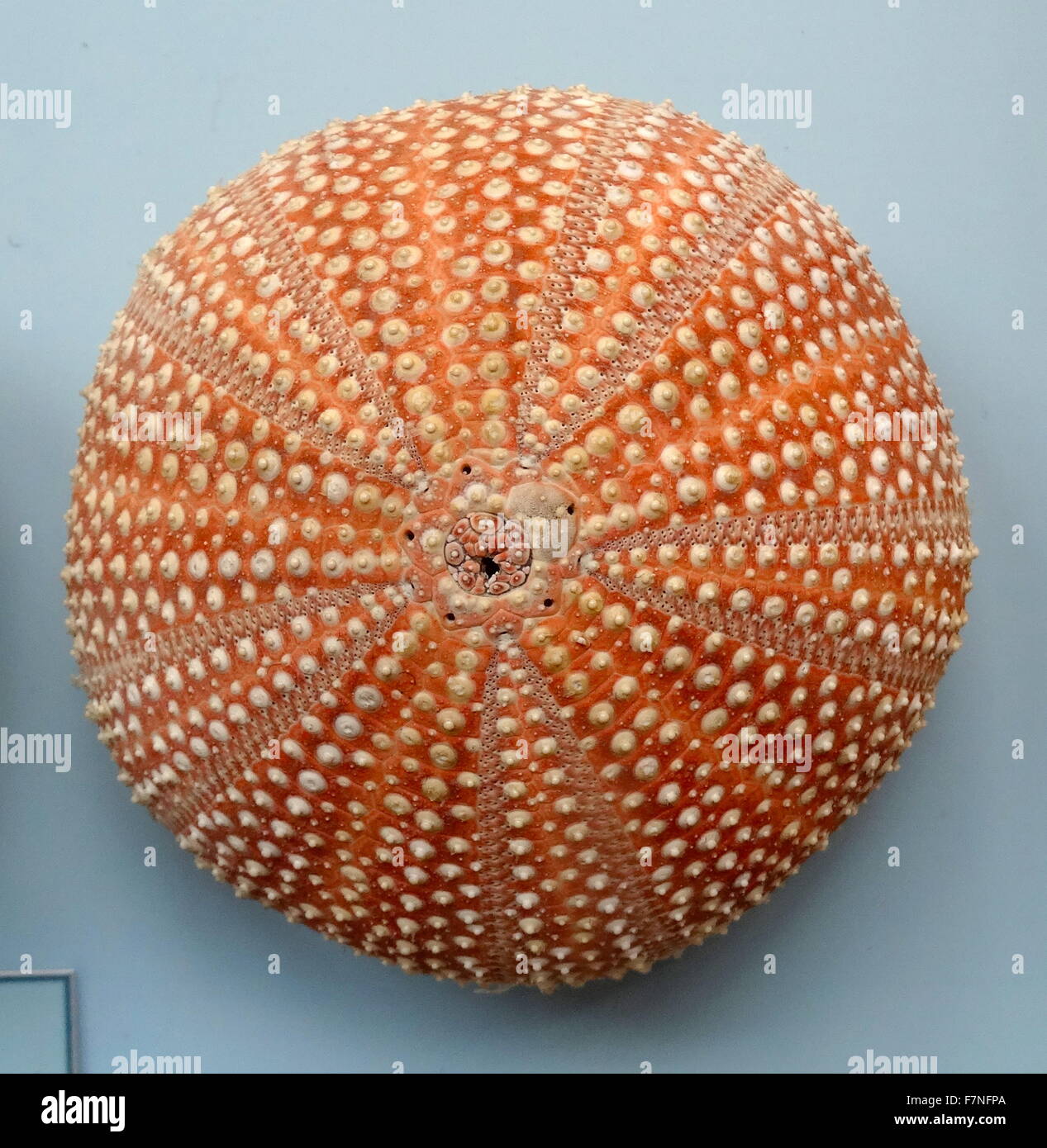 Echinus esculentus, European edible sea urchin or common sea urchin, is ...