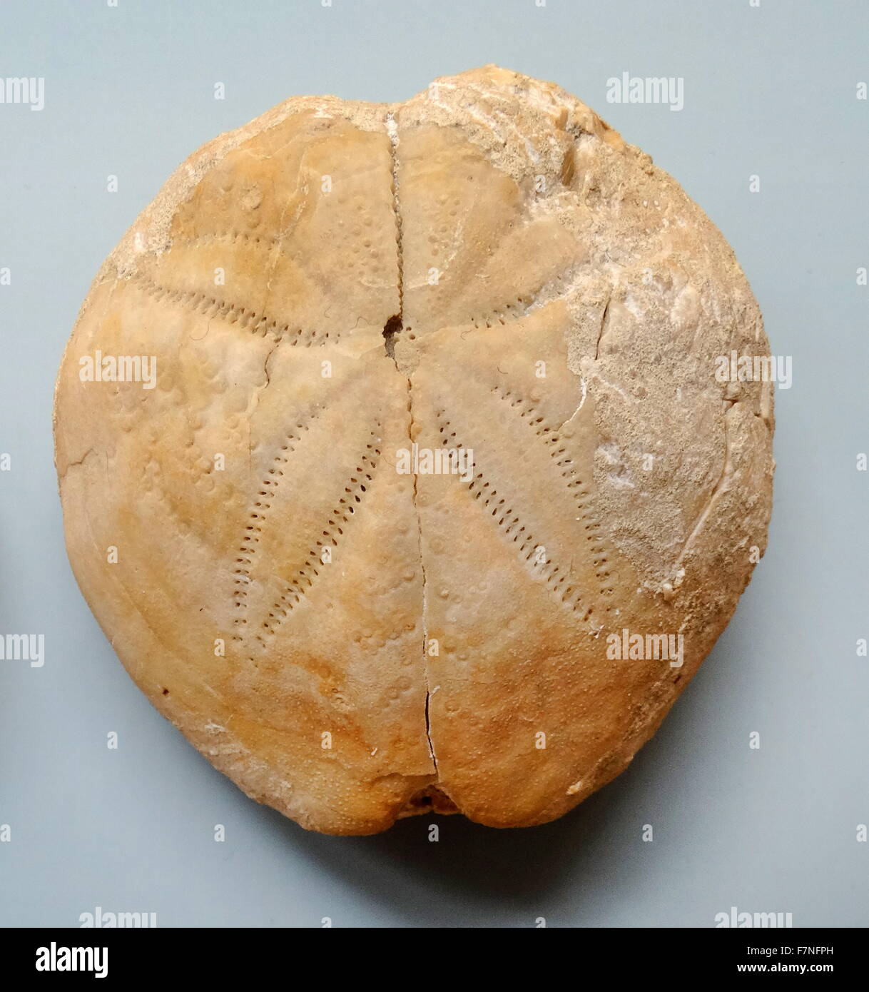 Spatangus purpureus, a genus of heart urchins in the Spatangidae family ...