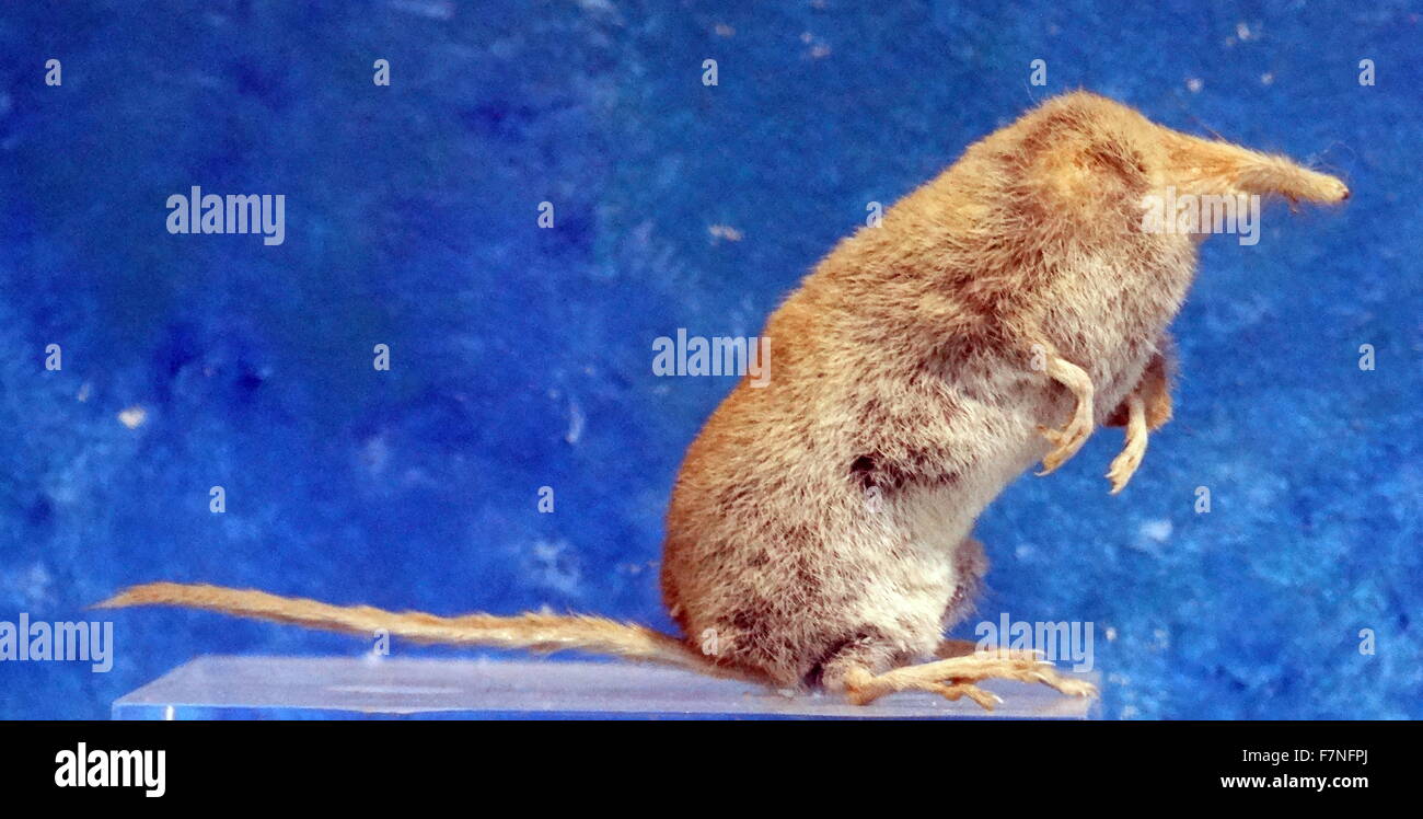 Sorex Minutus High Resolution Stock Photography and Images - Alamy