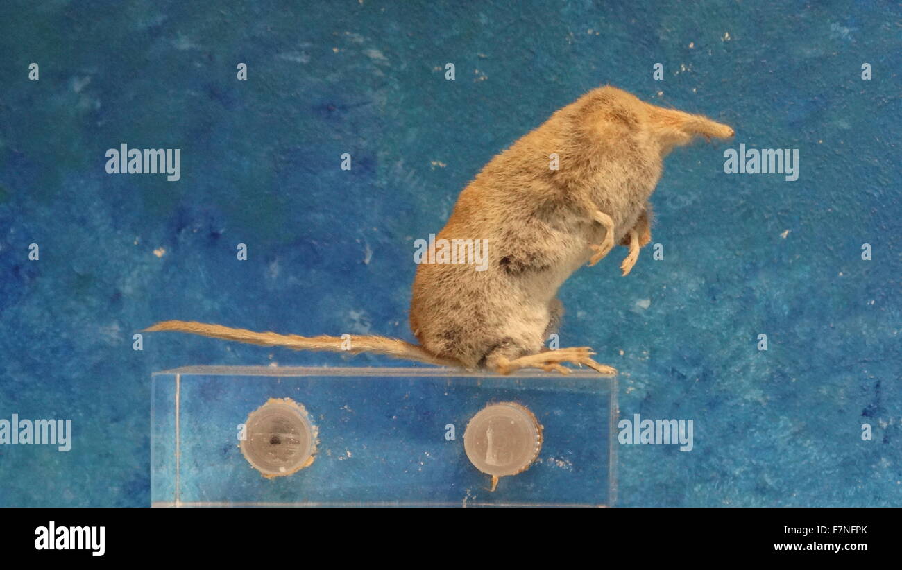 Sorex minutus hi-res stock photography and images - Alamy