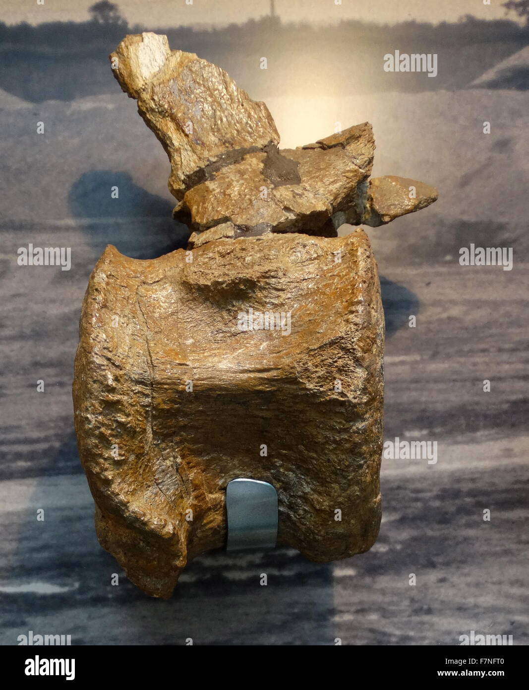 Tail vertebrate bone skeleton enslow bridge anatomy anatomical hi-res ...