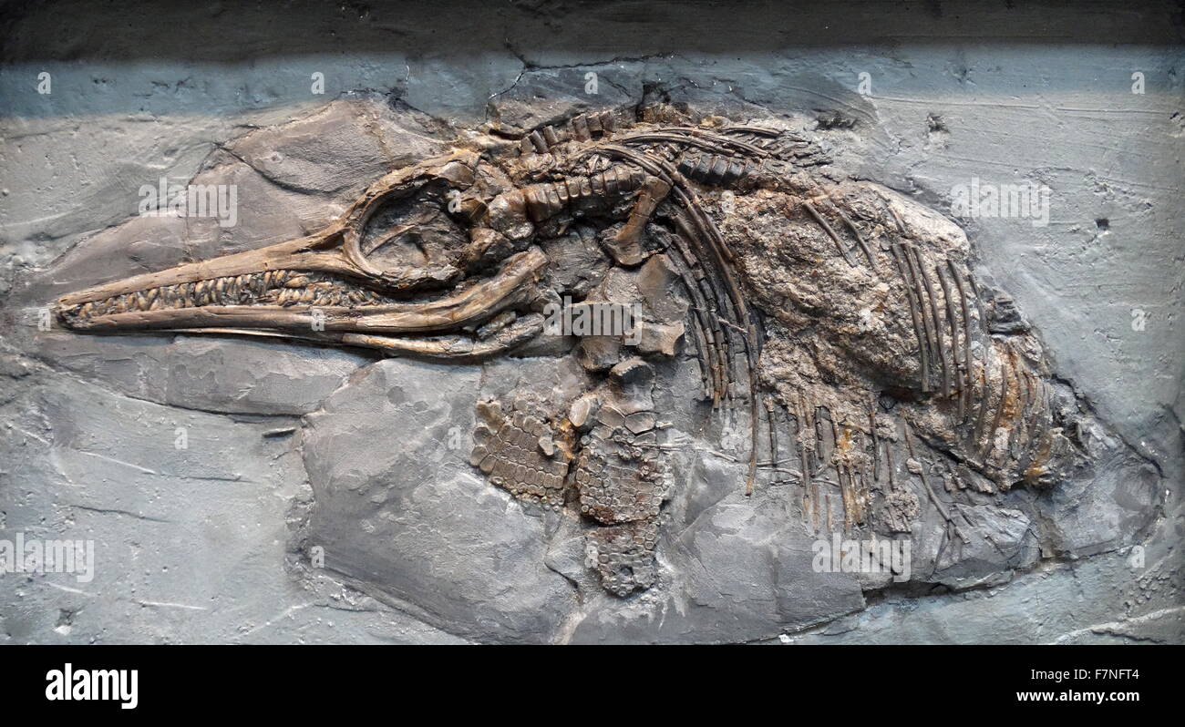 Ichthyosaurus (Conybeare) genus of ichthyosaurs from the late Triassic ...
