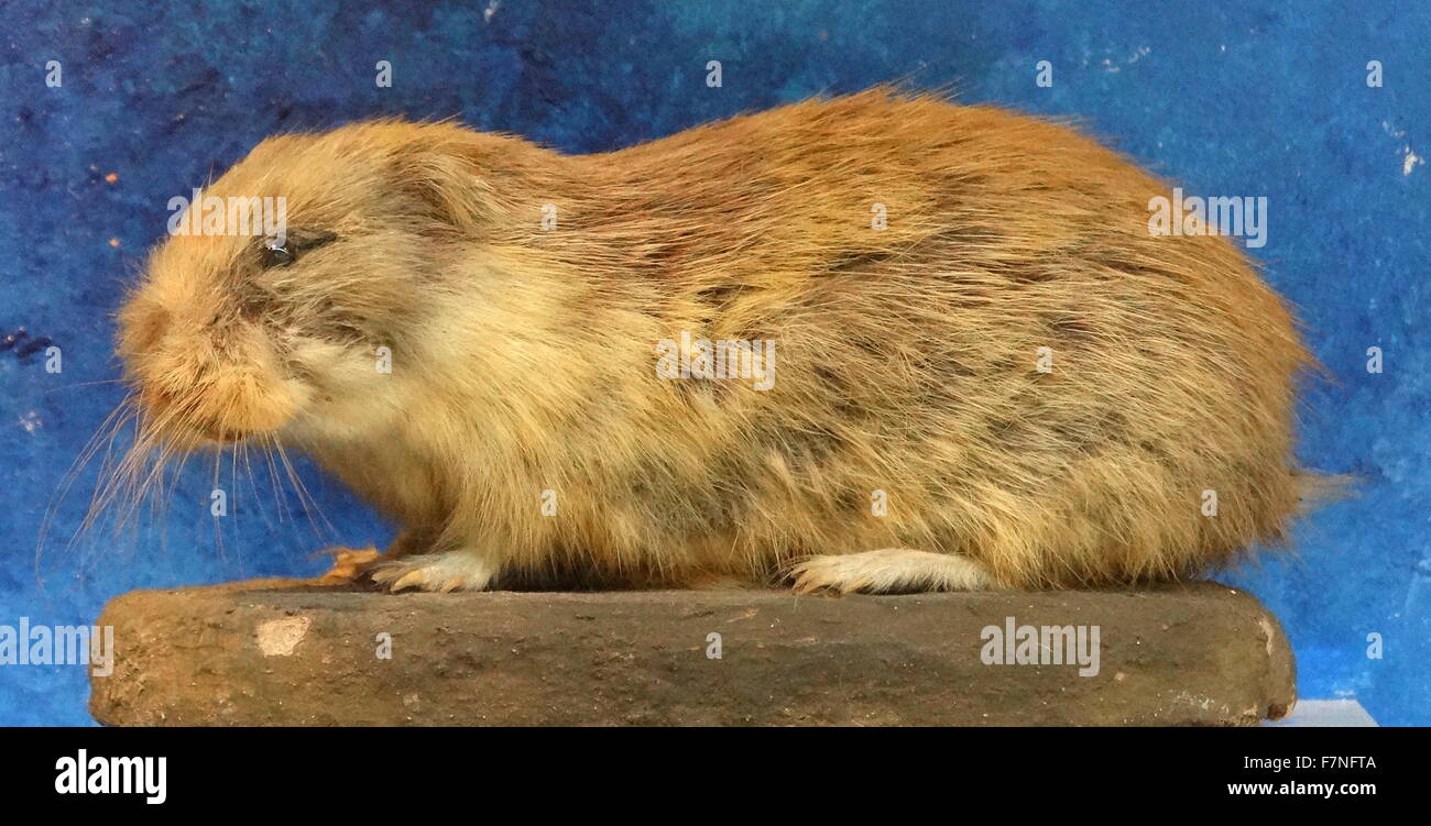 Norway Lemming (Lemmus Lemmus) from Norway Stock Photo - Alamy