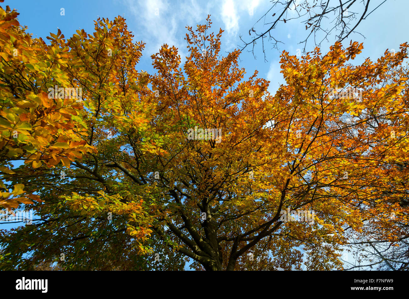 landscape and colors of autumn in Liguria Stock Photo - Alamy