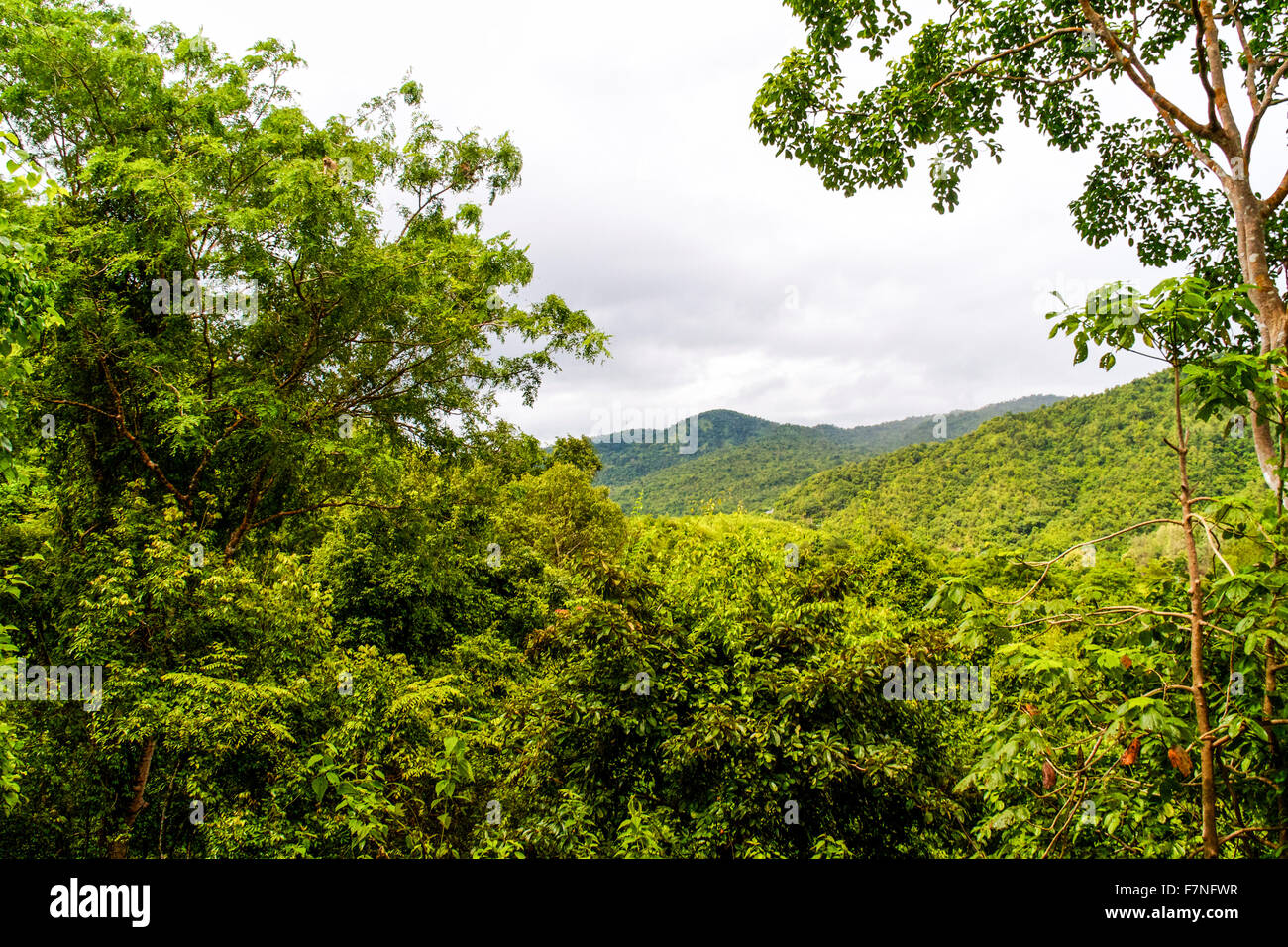 Beautiful rain forest Stock Photo - Alamy