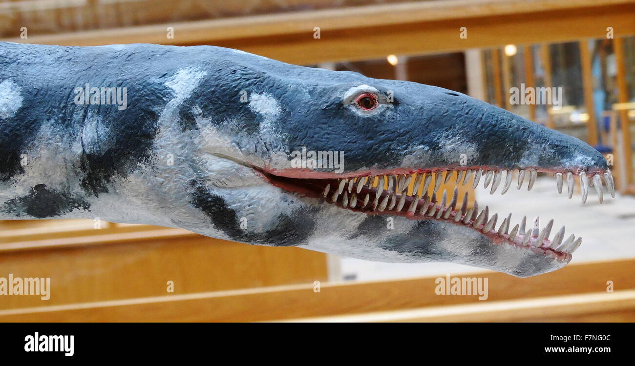 Pliosaurus hi-res stock photography and images - Alamy