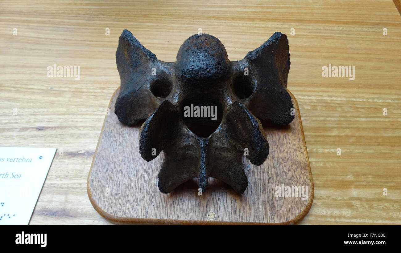 Rhinoceros vertebra, from the North Sea Stock Photo - Alamy