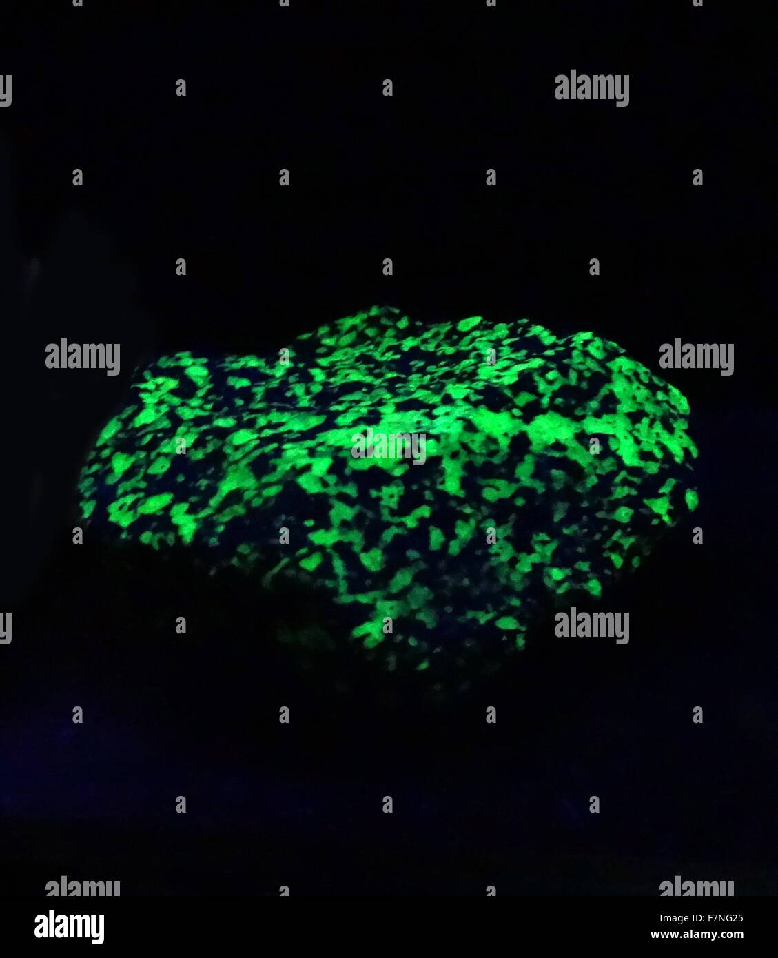 The minerals are lit by ultraviolet light, which coverts a small amount ...