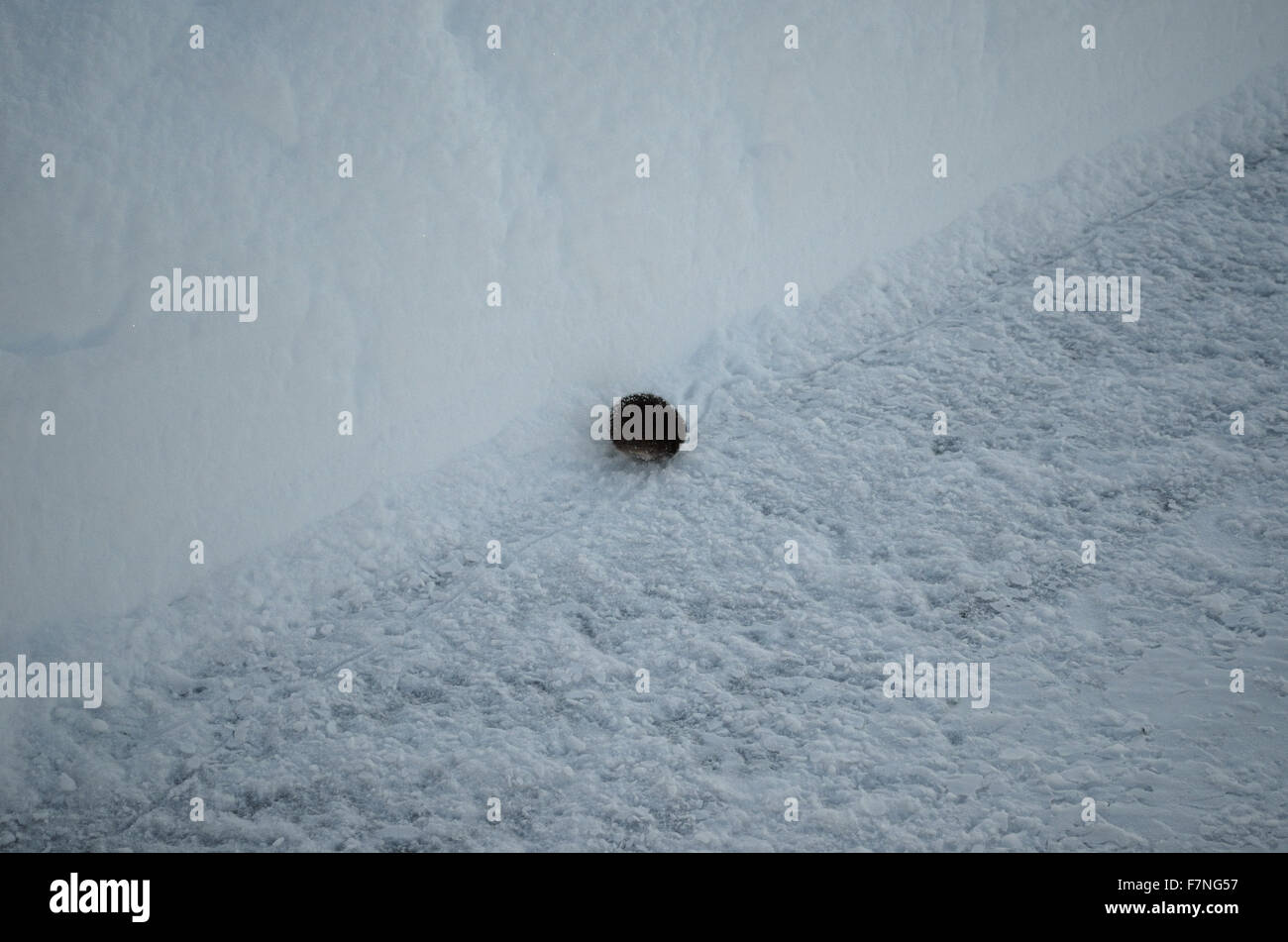 With mouse in winter hi-res stock photography and images - Alamy