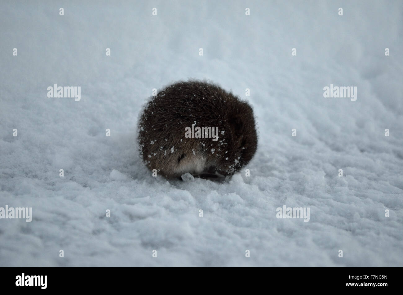 With mouse in winter hi-res stock photography and images - Alamy
