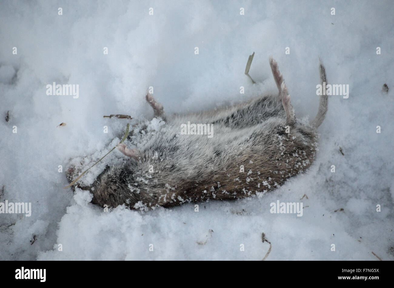 Dead mouse animal road hi-res stock photography and images - Alamy