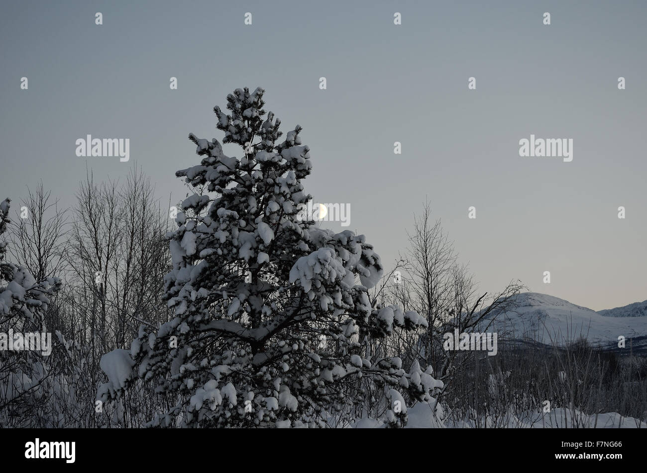new snow on northern forest and pine trees with snowy mountain in the ...