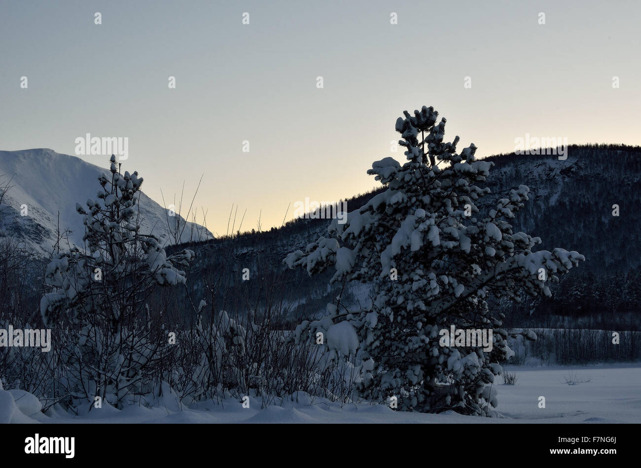 new snow on northern forest and pine trees with snowy mountain in the ...