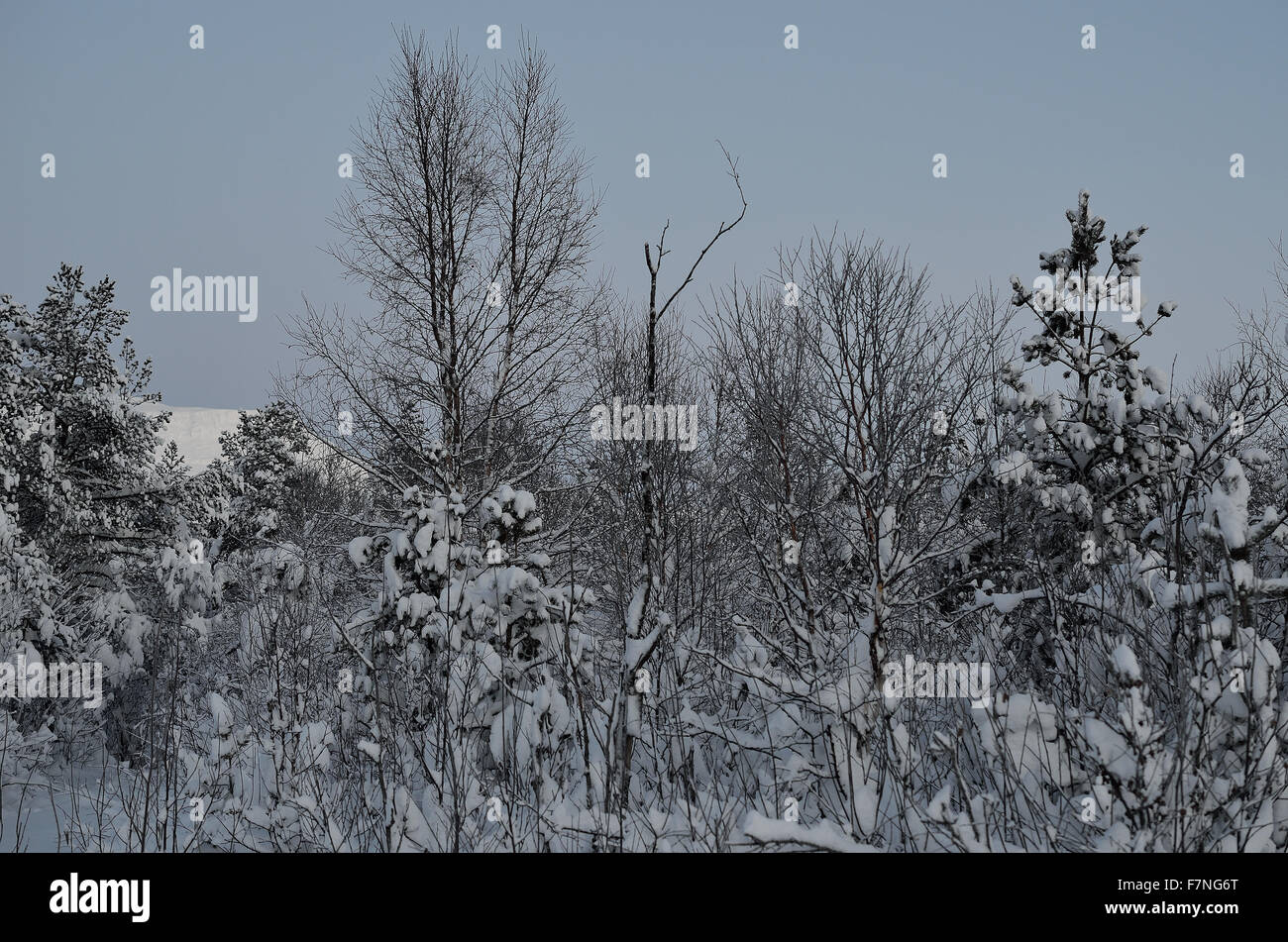 frozen forest landscape with snow, ice and frost Stock Photo - Alamy