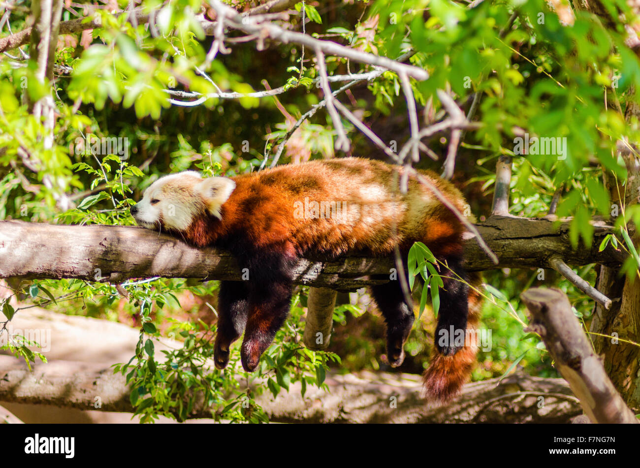 A beautiful red panda lying on a tree branch sleeping stretched out ...