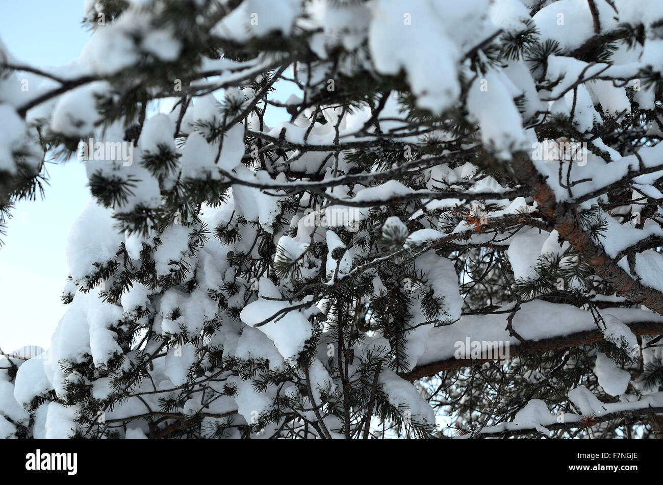 frozen and snowy pine tree with cones in winter Stock Photo - Alamy