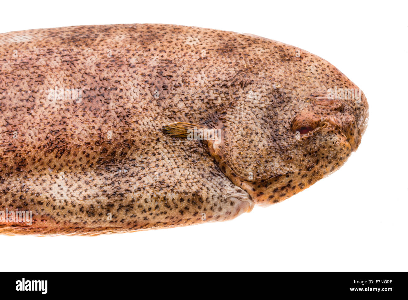 Fish Dover sole Stock Photo - Alamy