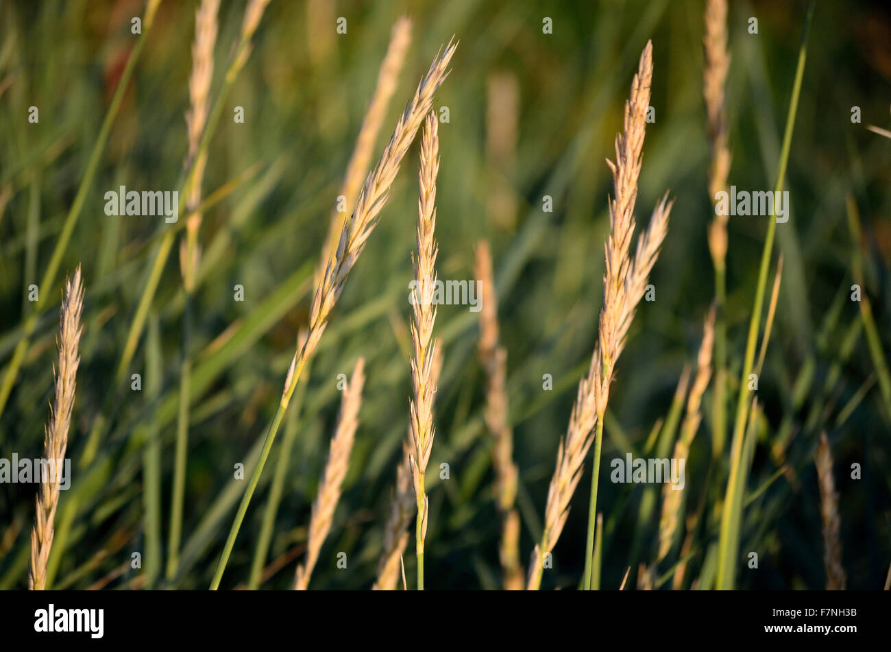 Tall green grass straw in hi-res stock photography and images - Alamy