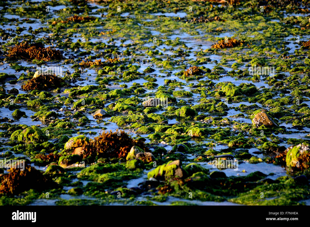 vibrant green algae reflecting in the autumn sun Stock Photo - Alamy